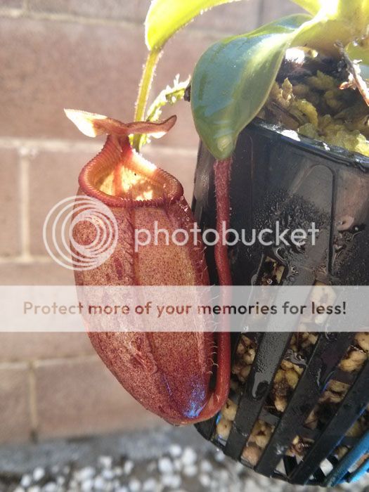 My Nepenthes - FlyTrapCare Forums